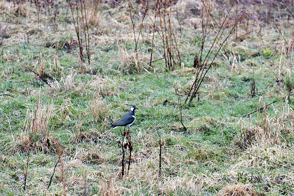 Tar grep for å redde fugl • Birkenesavisa