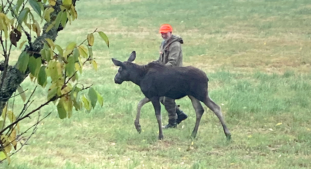 Jaget dritfull elg • Birkenesavisa